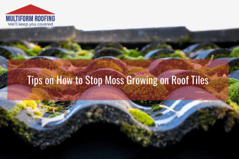 Tips on How to Stop Moss Growing on Roof Tiles - Multiform Roofing